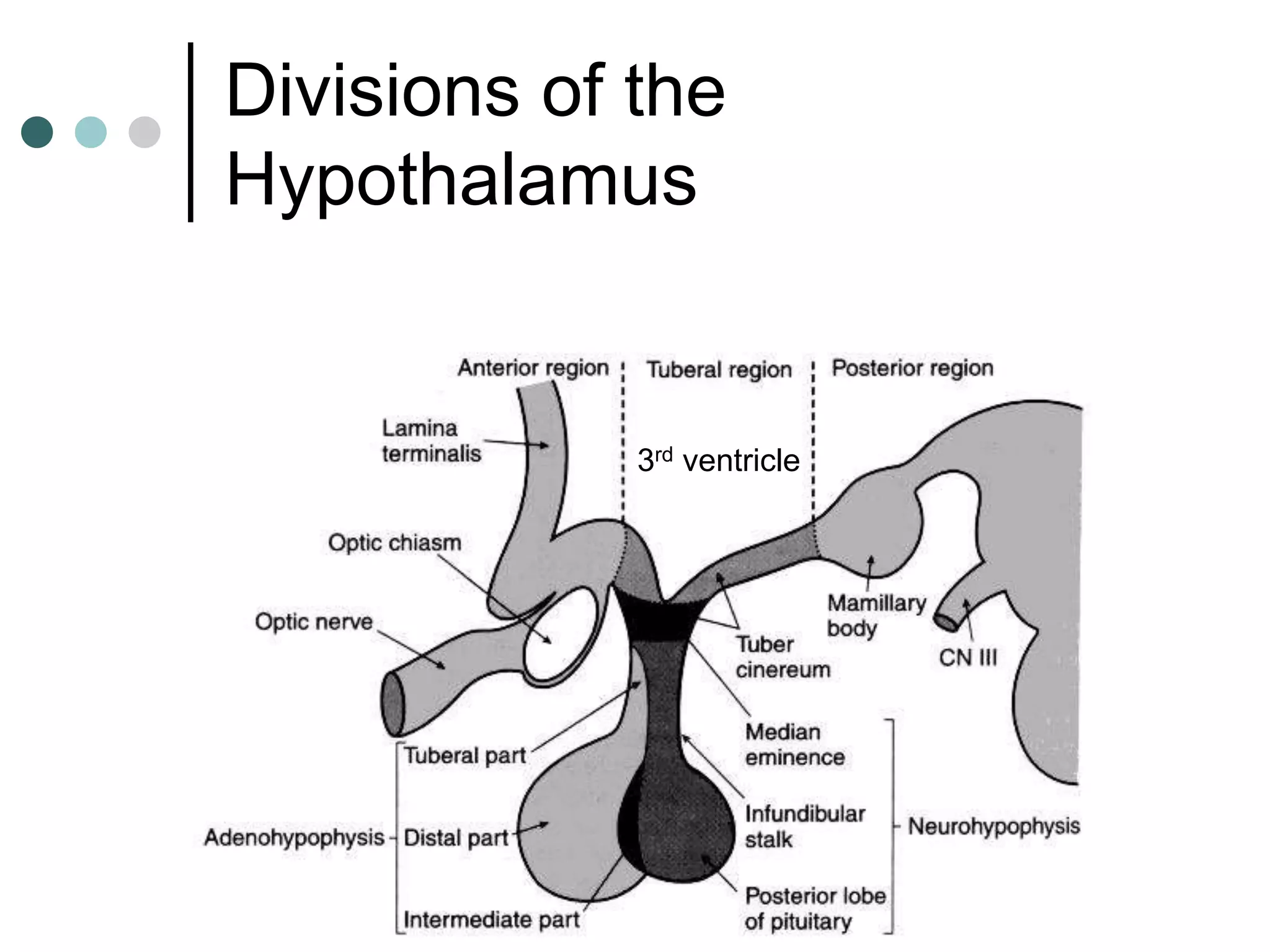 Hypothalamus.ppt | Endocrine and Metabolic Diseases | Diseases and ...
