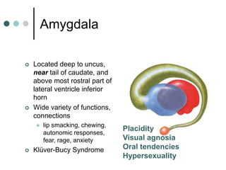 Hypothalamus.ppt