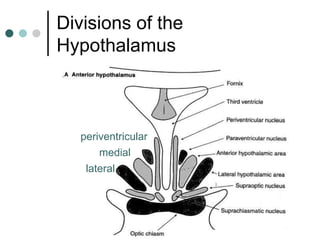 Hypothalamus.ppt | Endocrine and Metabolic Diseases | Diseases and ...