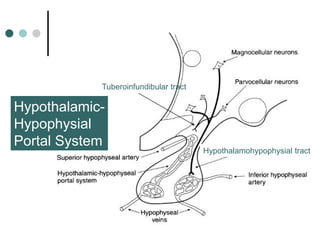 Hypothalamus.ppt