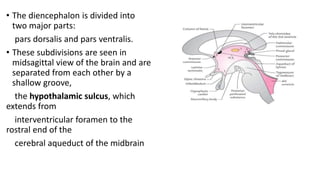 HYPOTHALAMUS ANATOMY.pptx