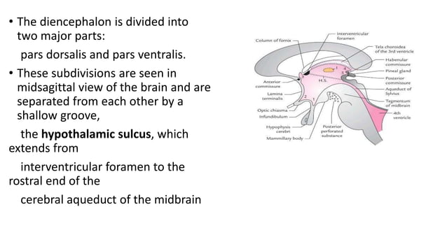 HYPOTHALAMUS ANATOMY.pptx