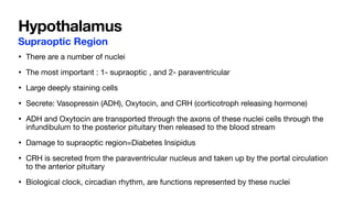 Hypothalamus and pituitary gland | PDF