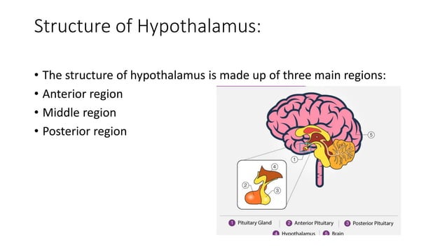 HYPOTHALAMUS AND PITUITARY GLAND.pptx