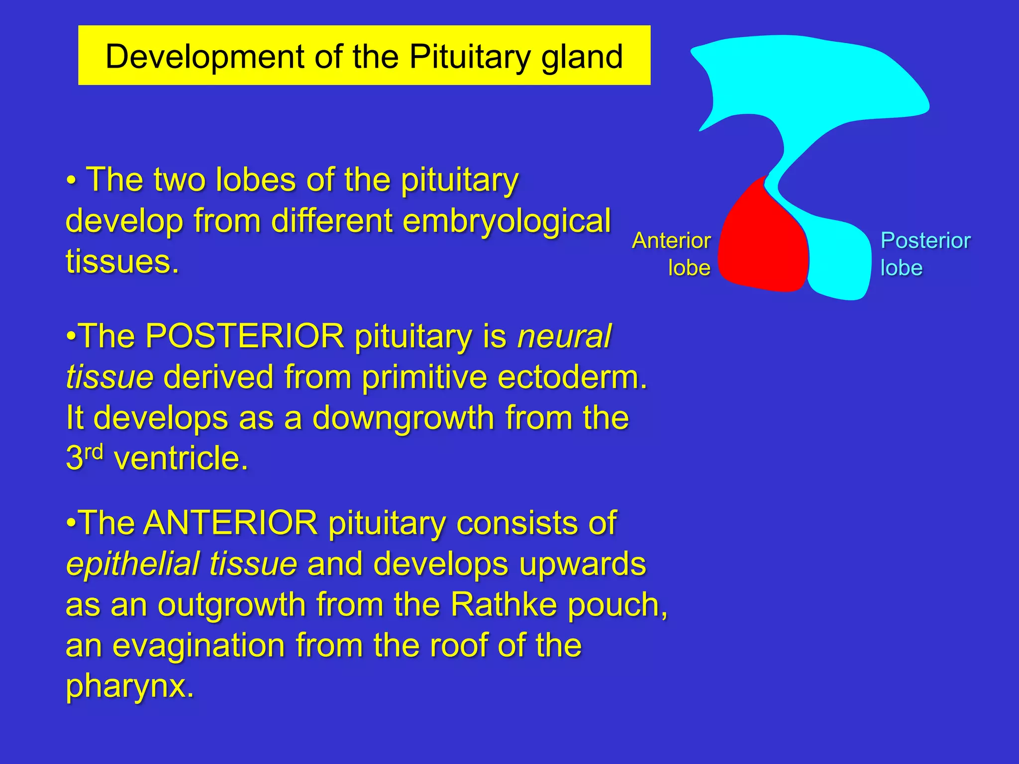 Hypothalamus and Pituitary Gland | PPTX