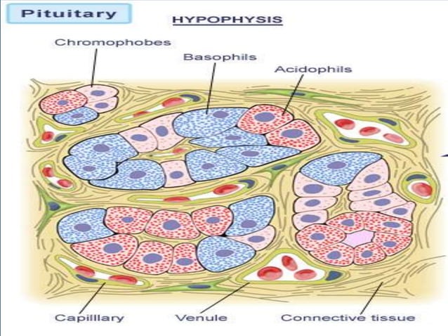 Hypothalamus and Pituitary Gland