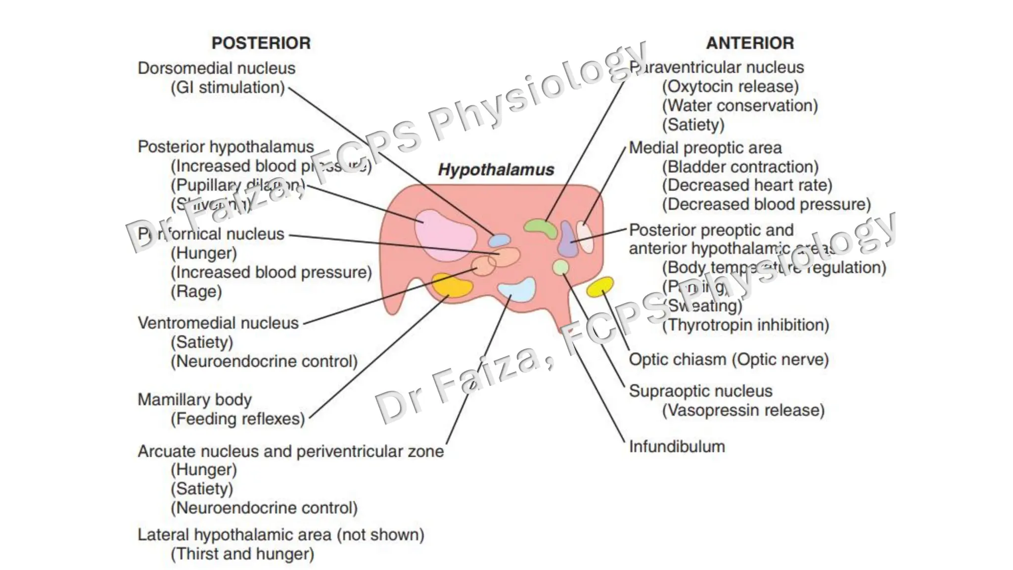 Hypothalamus, vegetative & behavioral functions, Clinical correlations ...