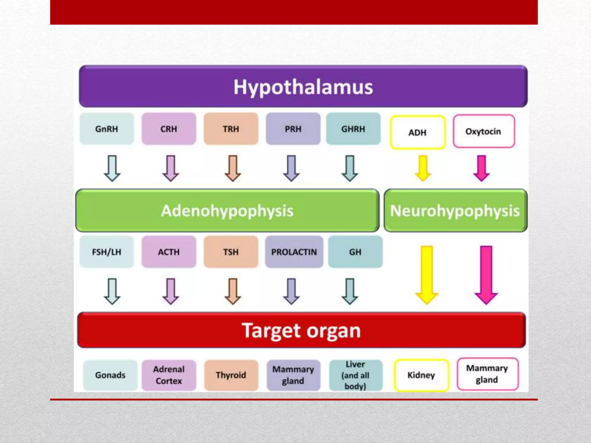 HYPOTHALAMUS CONTROLS PITUITARY SECRETION.pptx