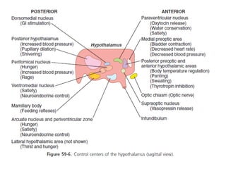 Hypothalamus Limbic system 2.pdf