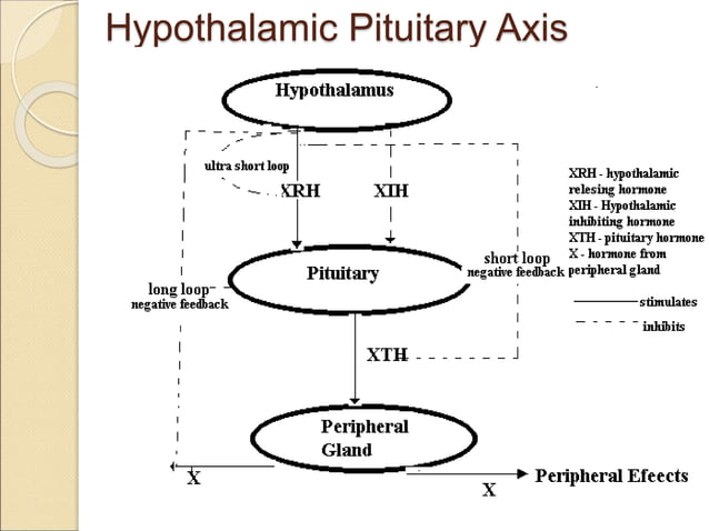 Hypothalamus Pituitary Axis.ppt