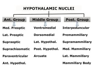 hypothalamus hypothalamus hypothalamus hypothalamus | PPTX