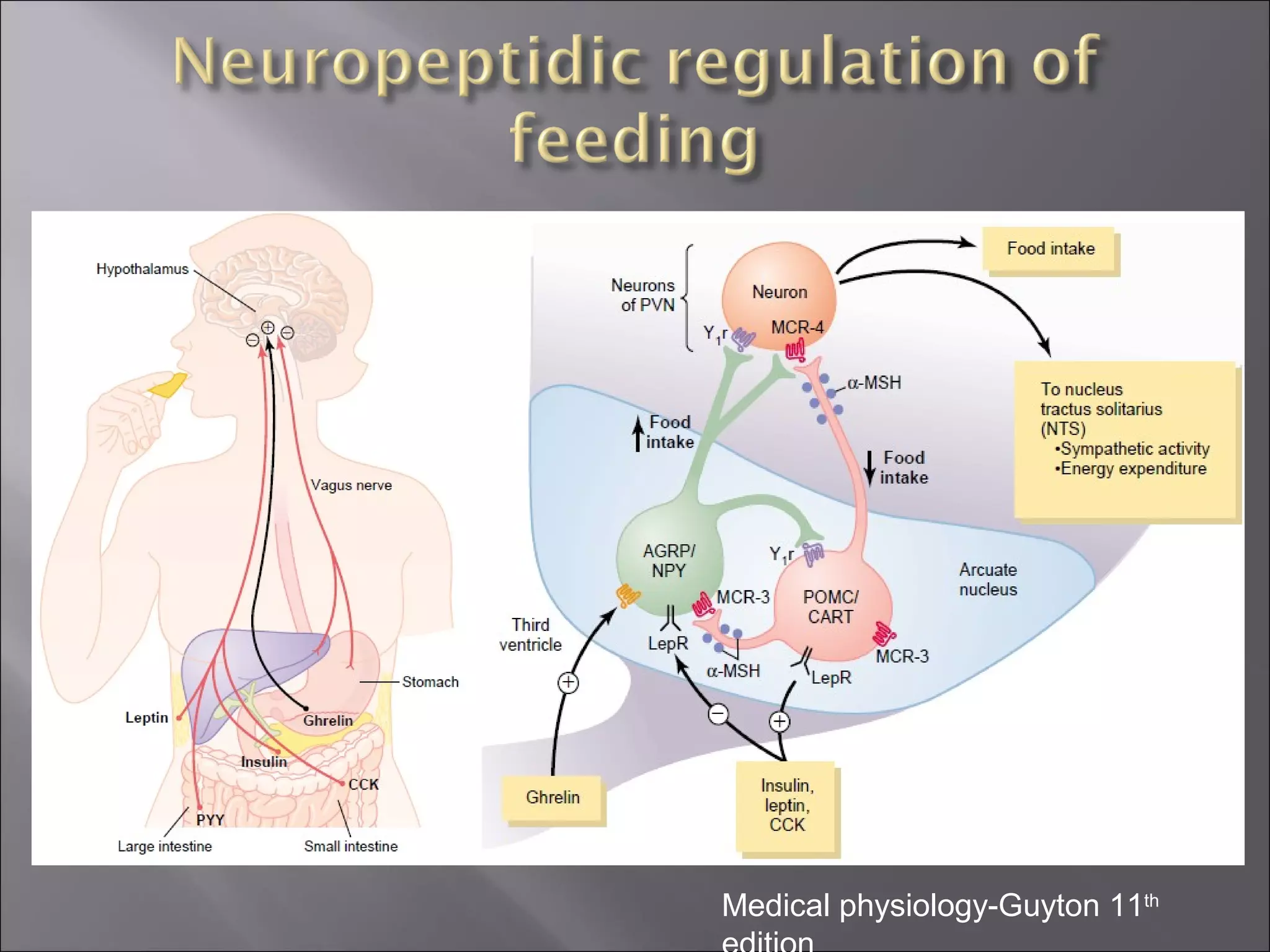 Hypothalamic regulation of visceral and brain functions | PPT