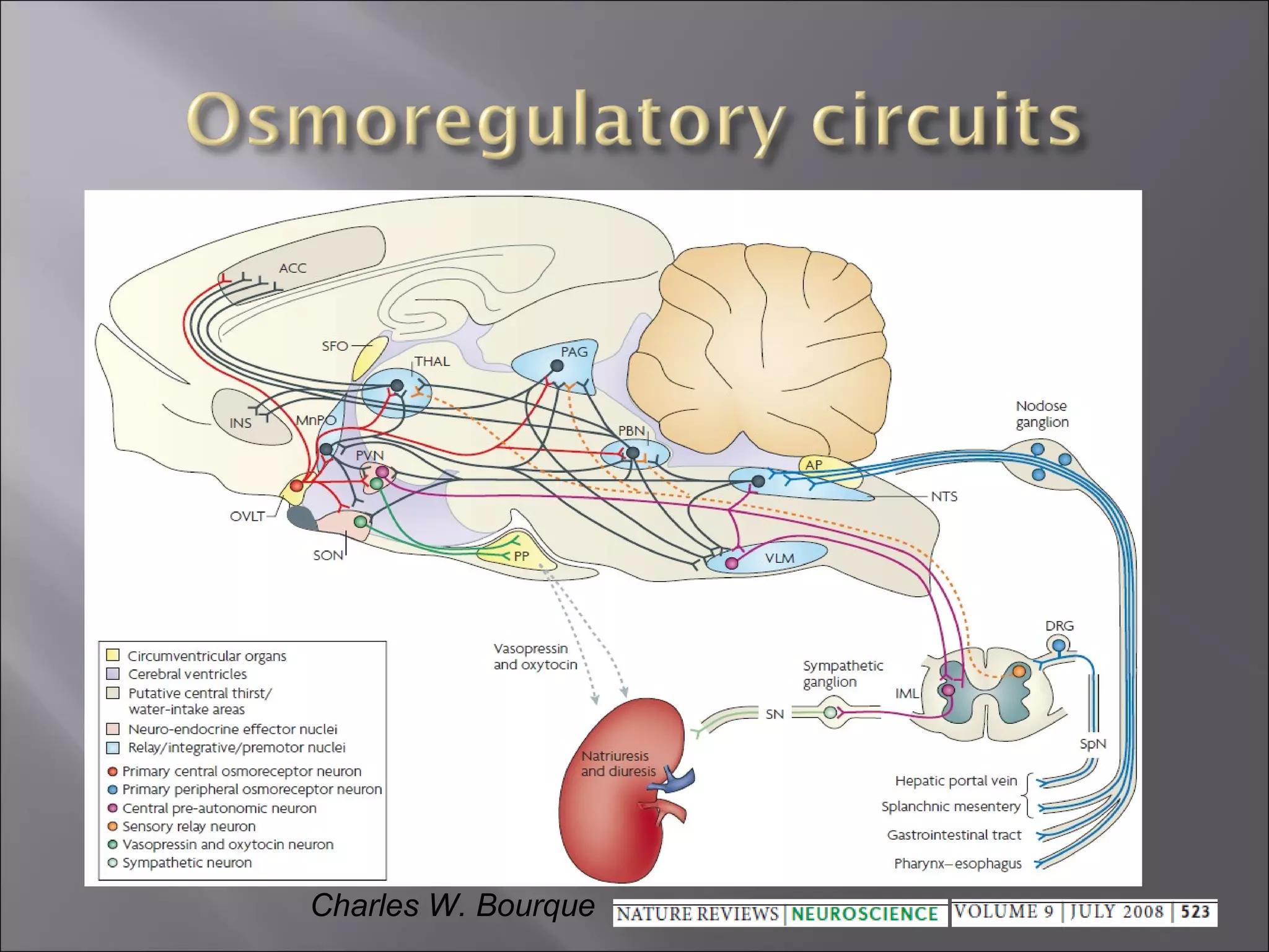 Hypothalamic regulation of visceral and brain functions | PPT