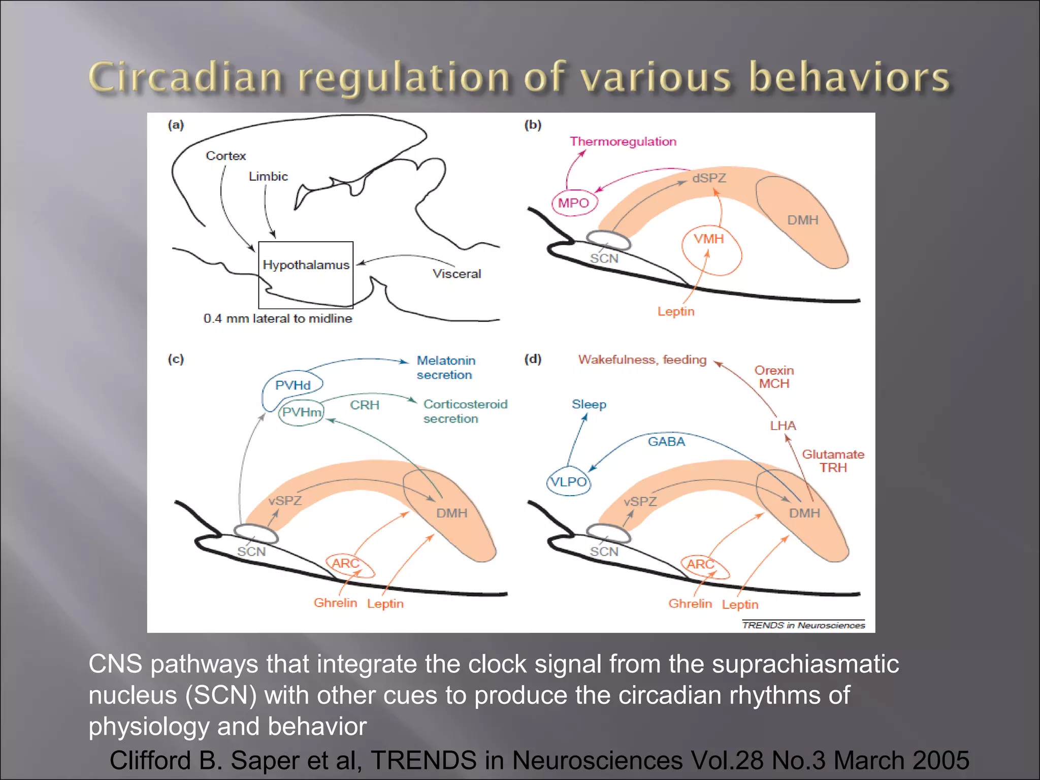 Hypothalamic regulation of visceral and brain functions | PPT