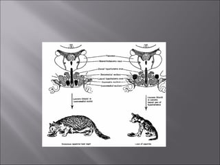 Hypothalamic regulation of visceral and brain functions | PPT