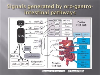 Hypothalamic regulation of visceral and brain functions | PPT