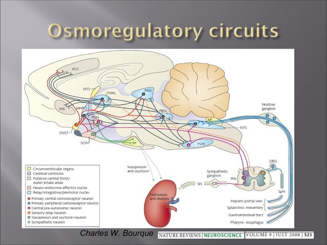 Hypothalamic regulation of visceral and brain functions | PPT ...