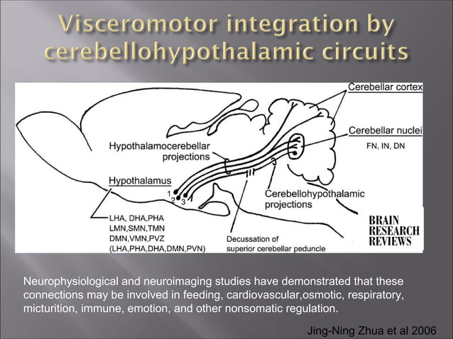 Hypothalamic regulation of visceral and brain functions | PPT ...