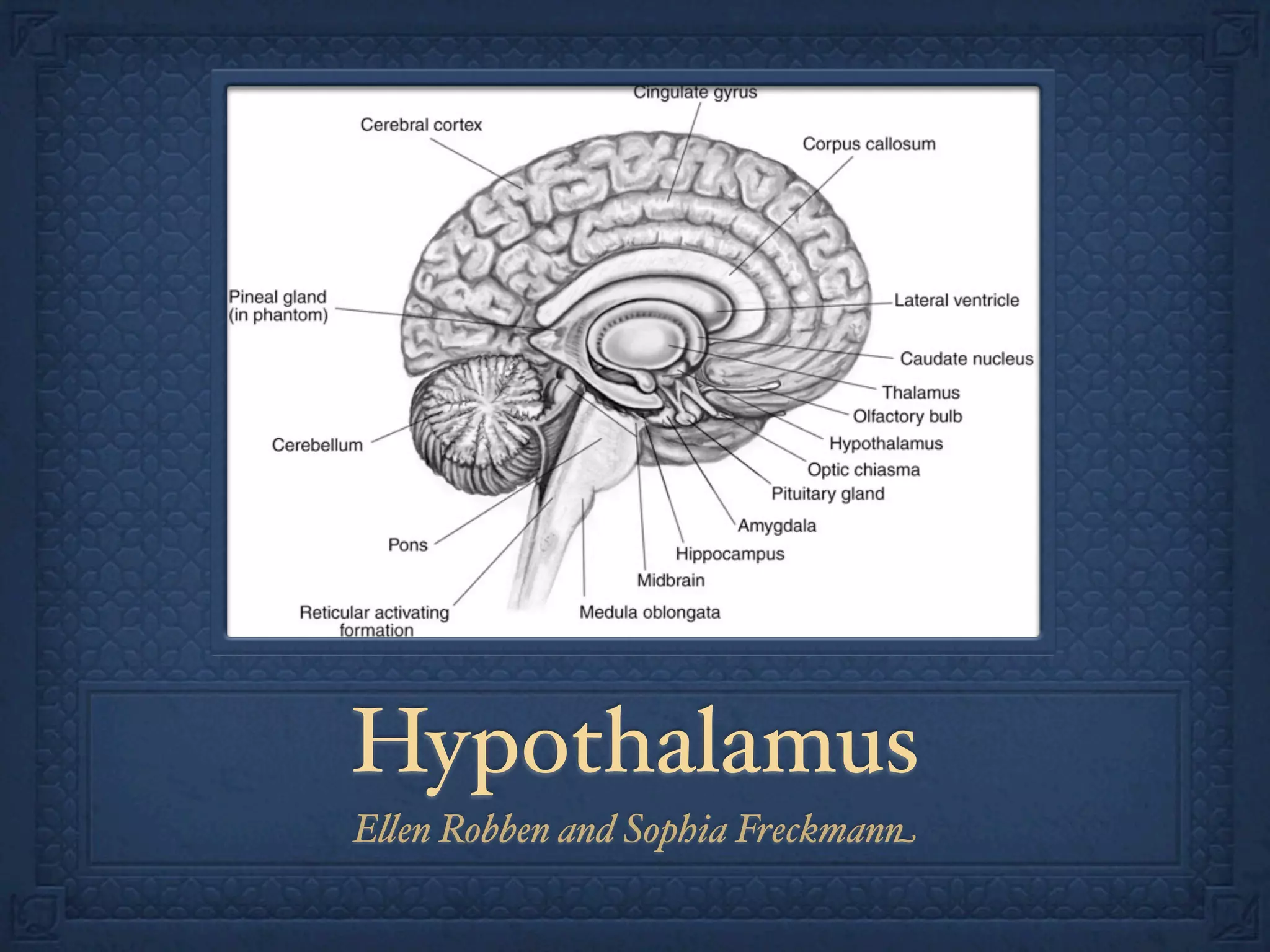 The Brain: Hypothalamus | KEY