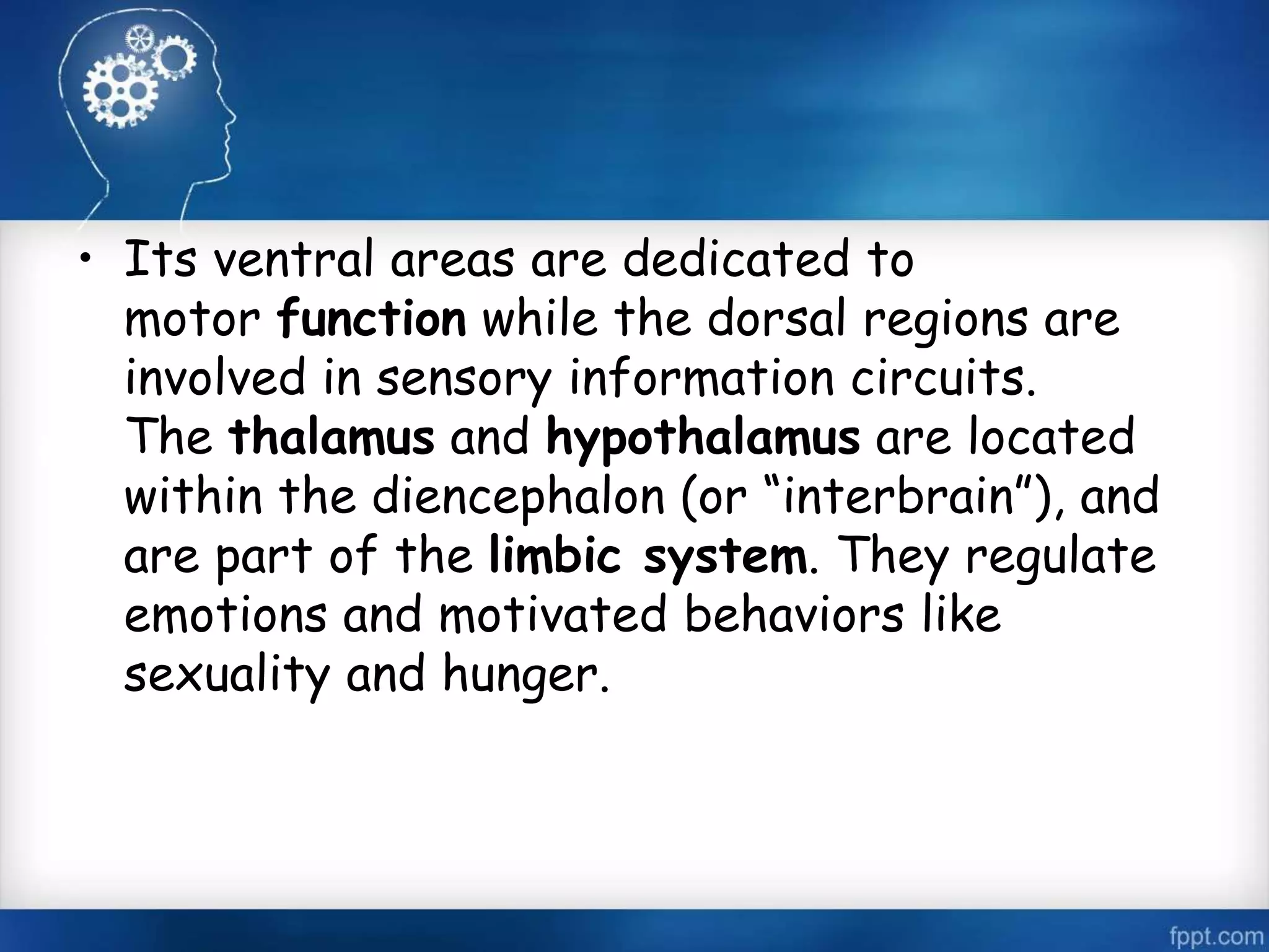 Hypothalaums & limbic system | PPT