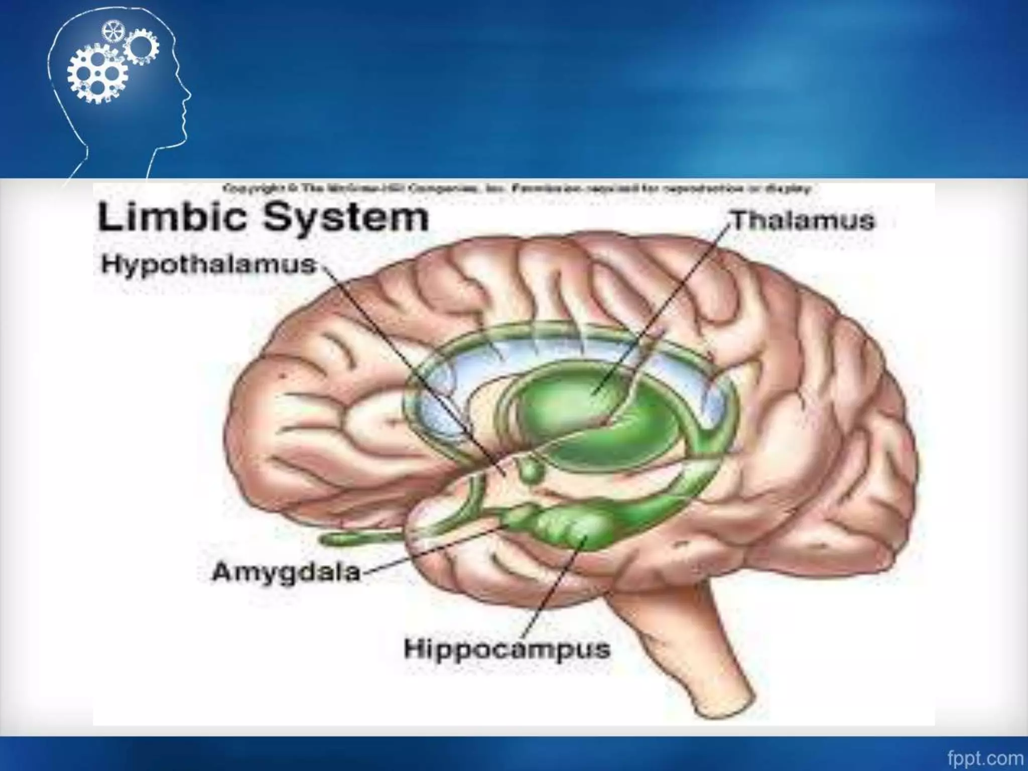 Hypothalaums & limbic system | PPT