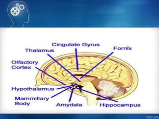 Hypothalaums & limbic system | PPT