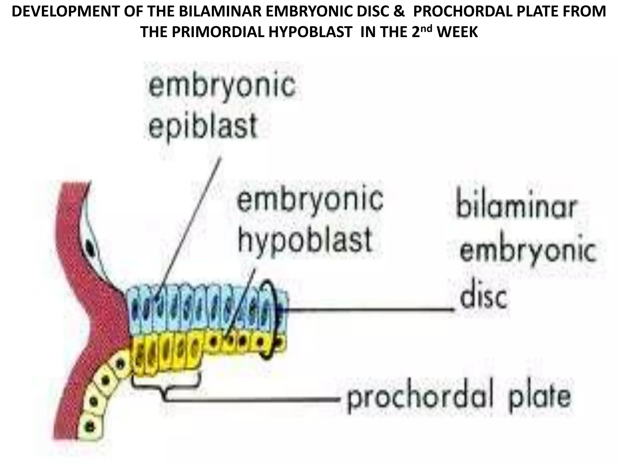 Hypothalmus,its nuclei, Connections& Clinical Correlates | PPTX