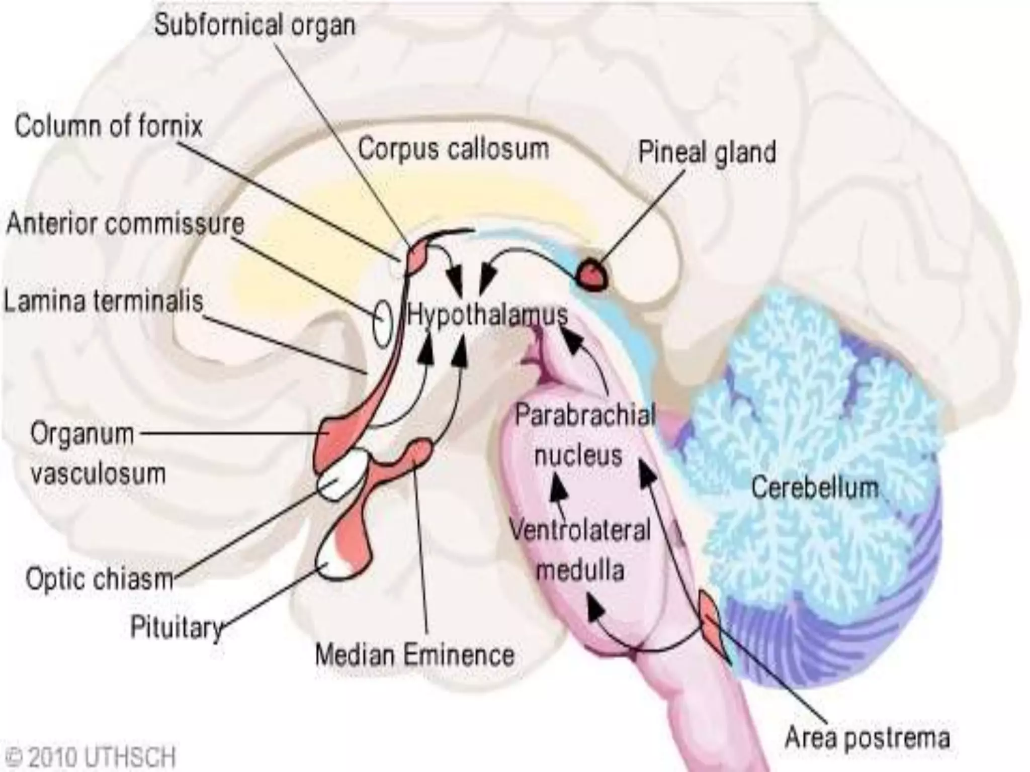 Hypothalmus,its nuclei, Connections& Clinical Correlates | PPTX