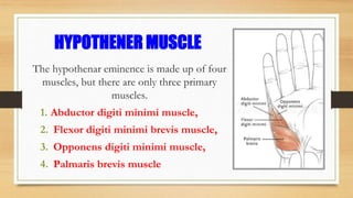 Hypothenar by Hadiuzzaman .pptx