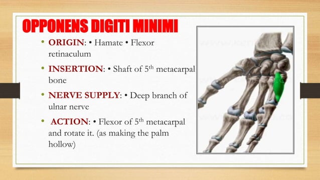 Hypothenar by Hadiuzzaman .pptx