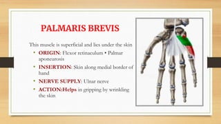 Hypothenar by Hadiuzzaman .pptx