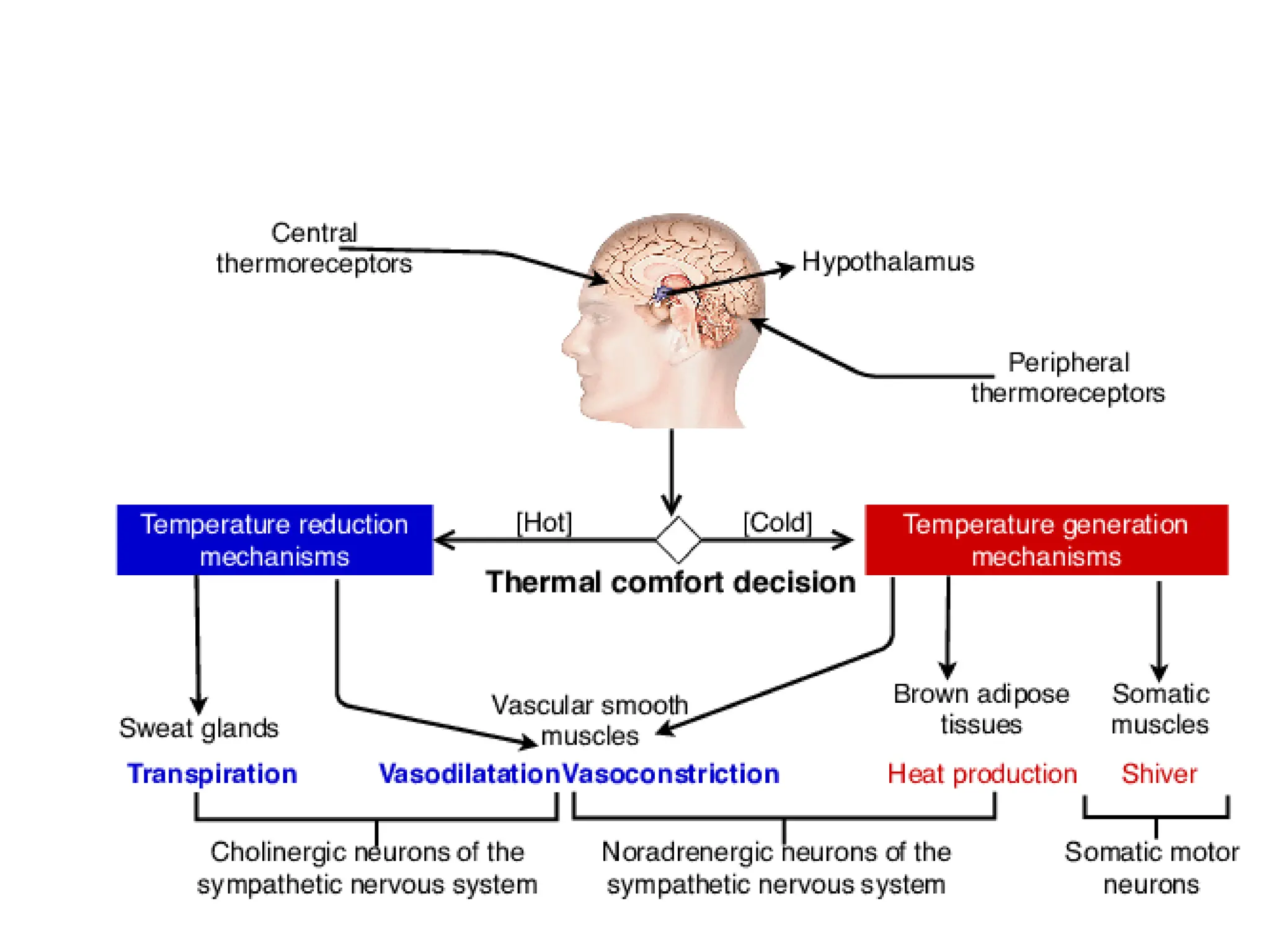 Thermoregulation and Hypothermia in Newborn.pptx