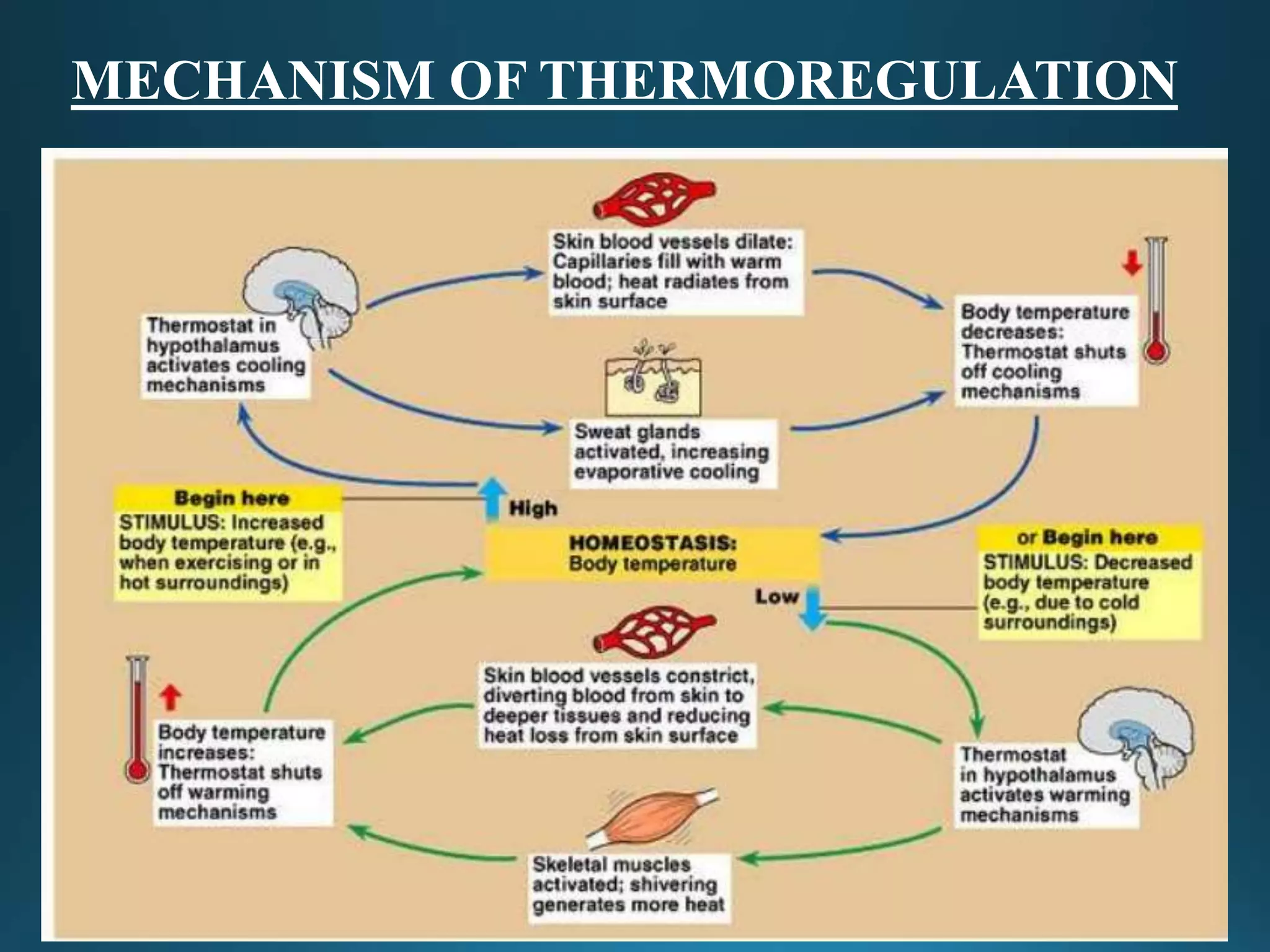 Hypothermia in Trauma Victims:- complication and its prevention | PPTX