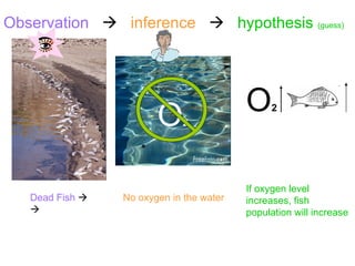 Hypothesis | PPT