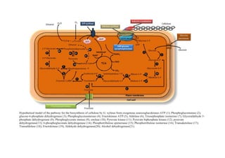 Hypothetical Pathway for the biosynthesis of cellulose.docx