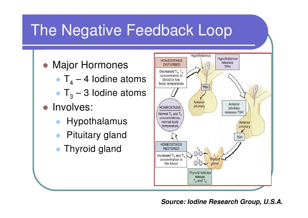 Hormone Feedback Loop Solved Complete The Sentences Describing The