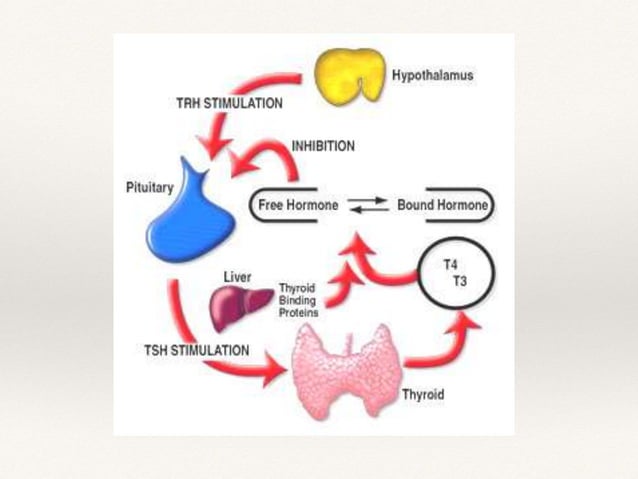 Hypothyroidism | PPTX | Thyroid Disorders | Endocrine and Metabolic Diseases