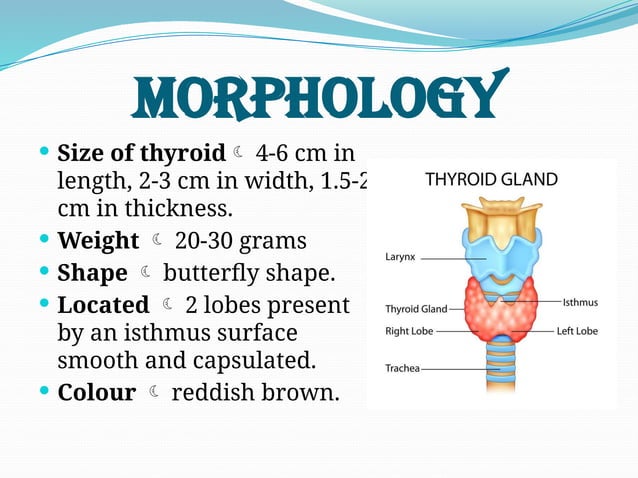 Hypothyroidism results from decrease thyroid hormone production.pptx