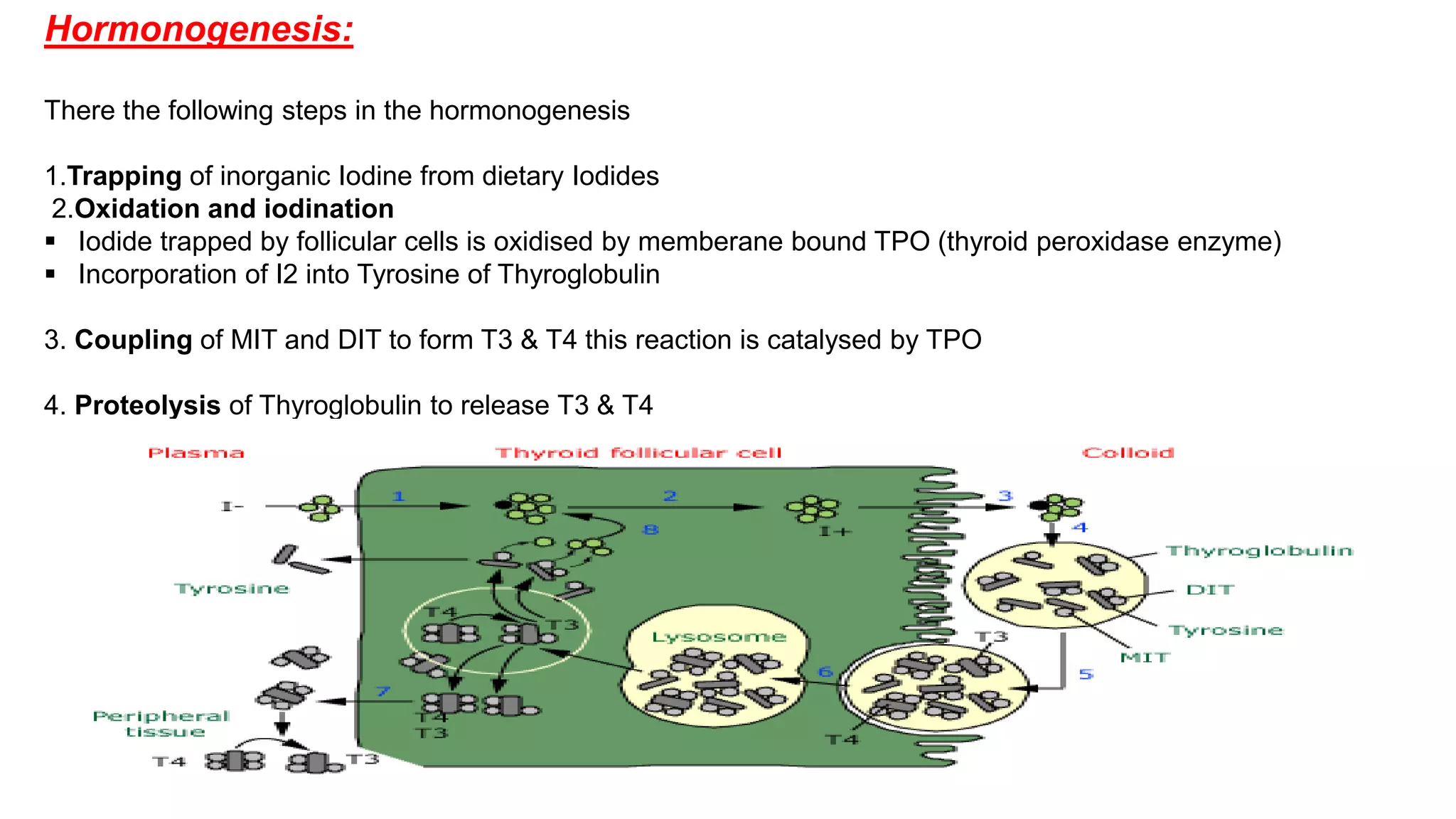 Hypothyroidism | PPTX