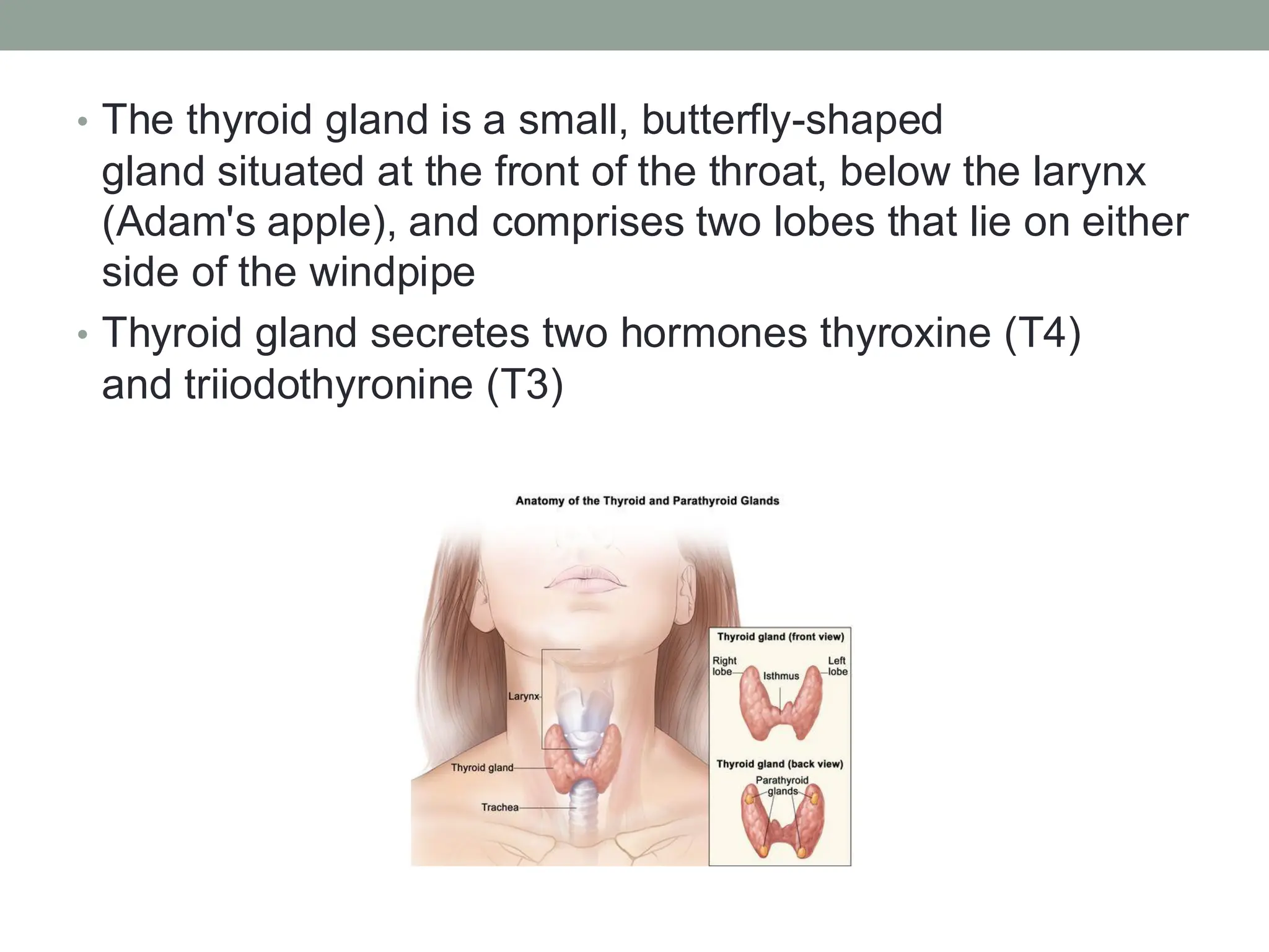 Hypothyroidism / Underactive thyroid gland presentation | PDF