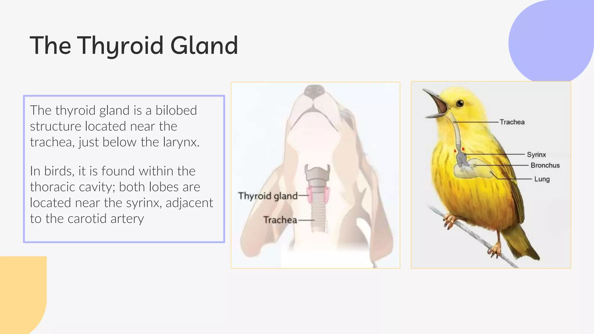 Hypothyroidism in Animals.pptx