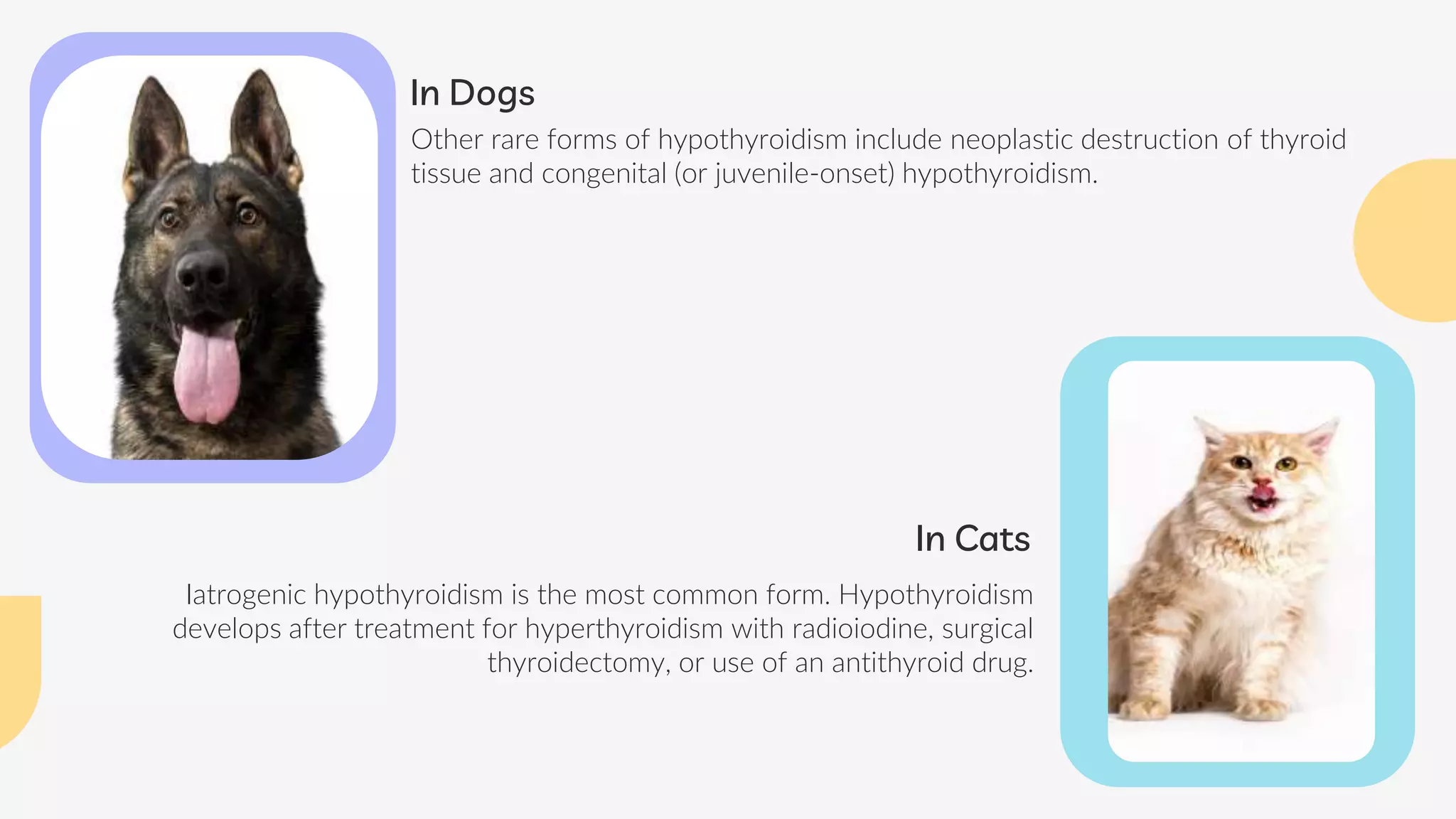 Hypothyroidism in Animals.pptx