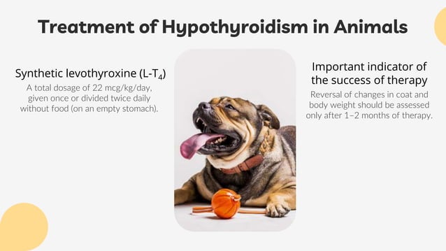 Hypothyroidism in Animals.pptx