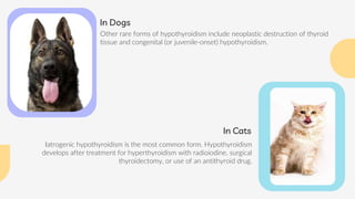 Hypothyroidism in Animals.pptx