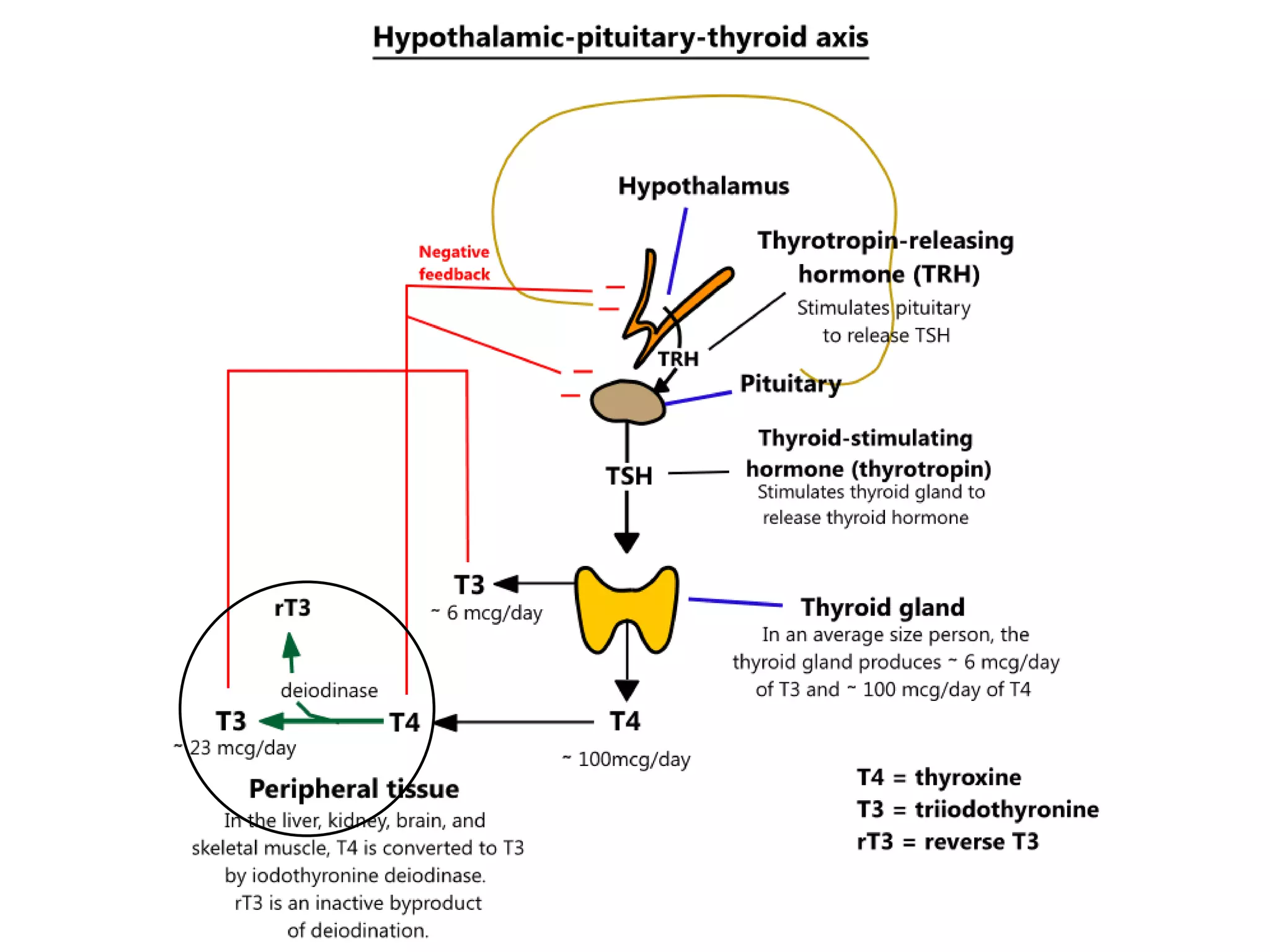 hypothyroidisminchildren2023 sahiwal.pptx