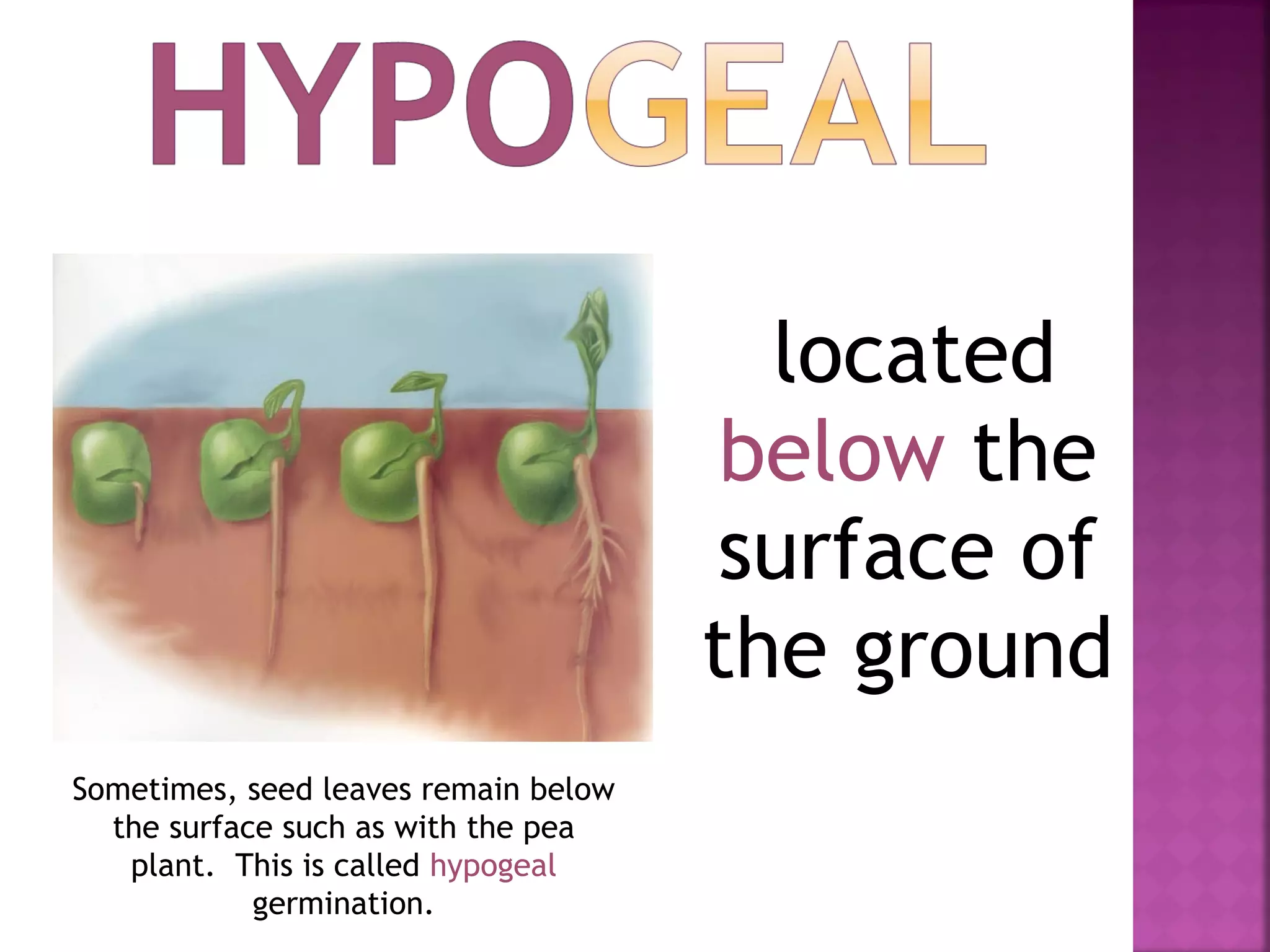 Hypo vocabulary words | PPT