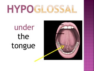 Hypo vocabulary words | PPT