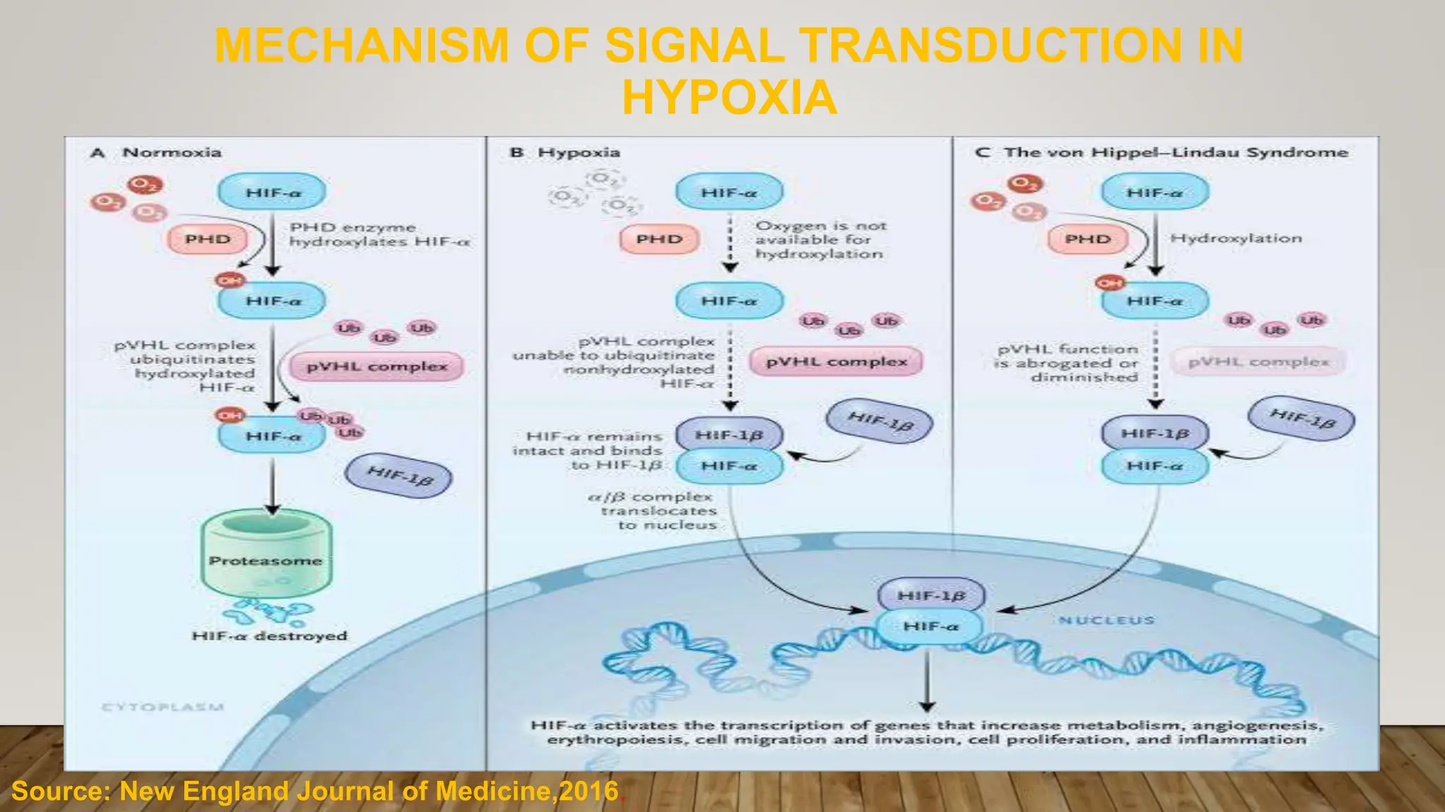 Hypoxia: Its Physiology and Pathophysiology | PPTX