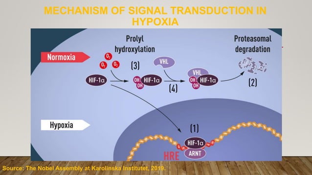 Hypoxia: Its Physiology and Pathophysiology | PPTX | Blood Disorders ...