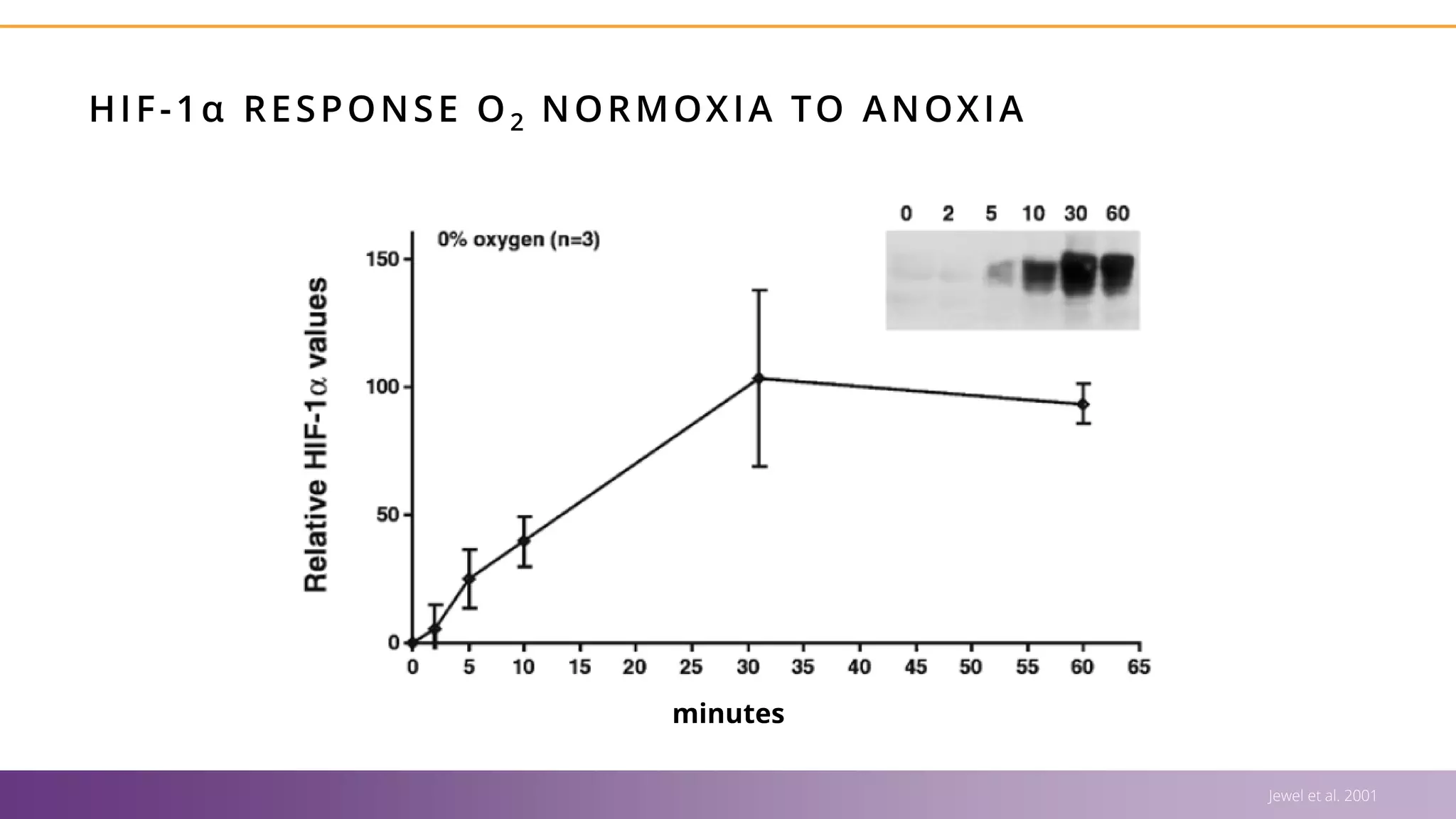 What is hyperoxia, normoxia and hypoxia to cells: Why researchers ...
